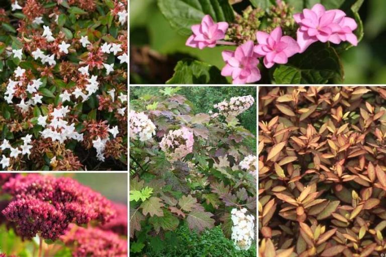 Inspiration rose et kaki au jardin - Promesse de Fleurs