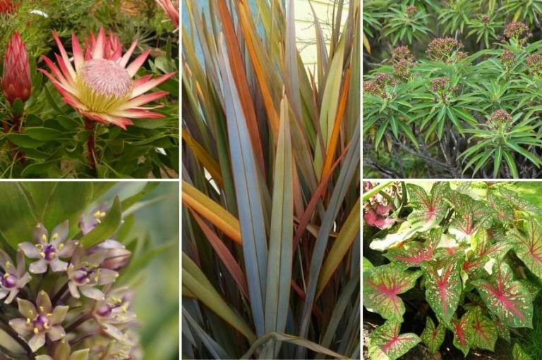 Inspiration rose et kaki au jardin - Promesse de Fleurs