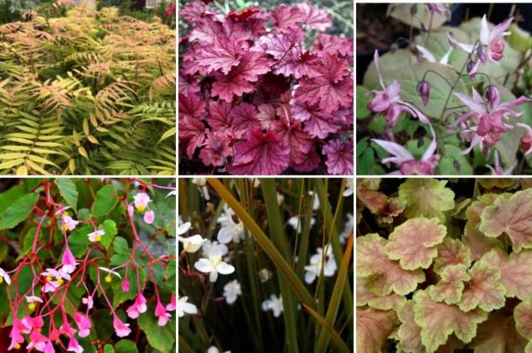 Inspiration rose et kaki au jardin - Promesse de Fleurs