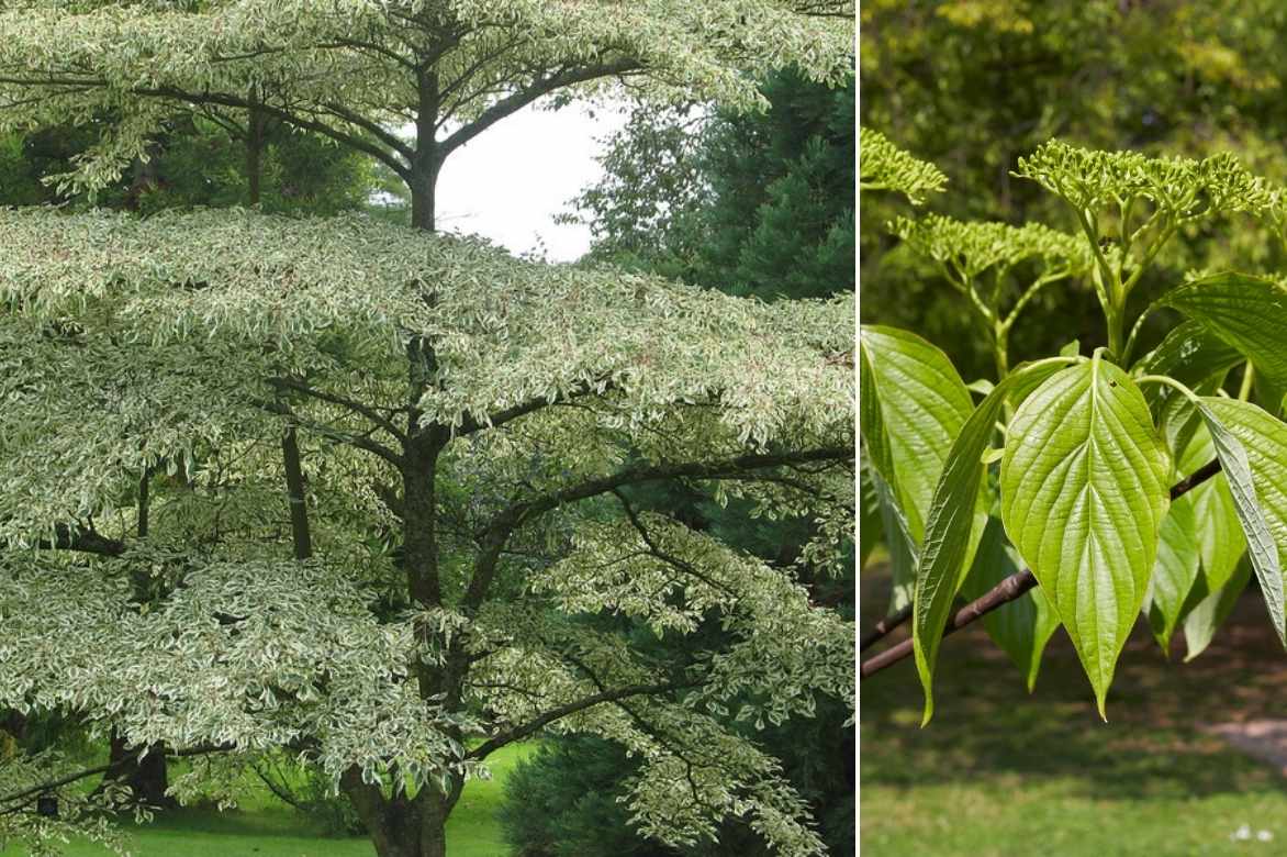 Cornus controversa, Cornouiller des pagodes et Cornus alternifolia