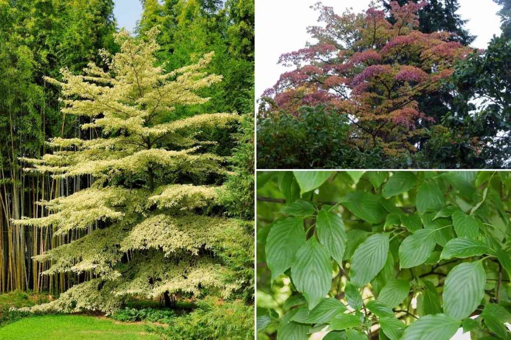 Cornus controversa, Cornouiller des pagodes et Cornus alternifolia
