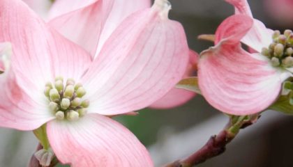 Cornus florida : choisir, planter et entretenir - Promesse de Fleurs