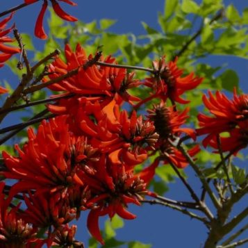 Erythrina, arbre corail : plantation, entretien - Promesse de Fleurs