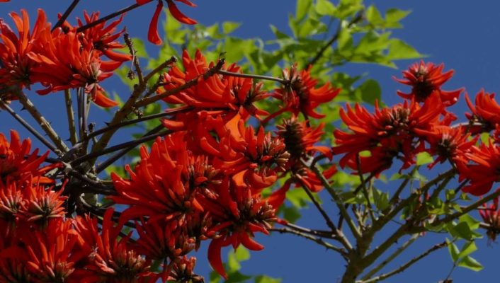 Erythrina, arbre corail : plantation, entretien - Promesse de Fleurs