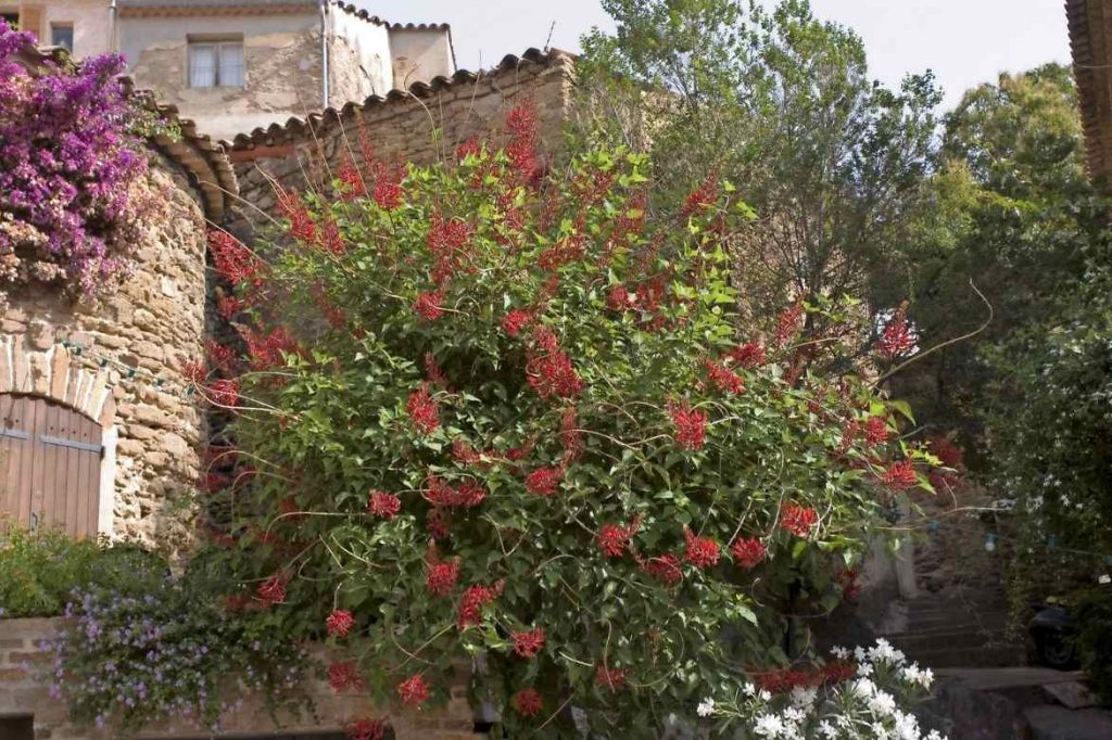 Erythrina, arbre corail : plantation, entretien - Promesse de Fleurs