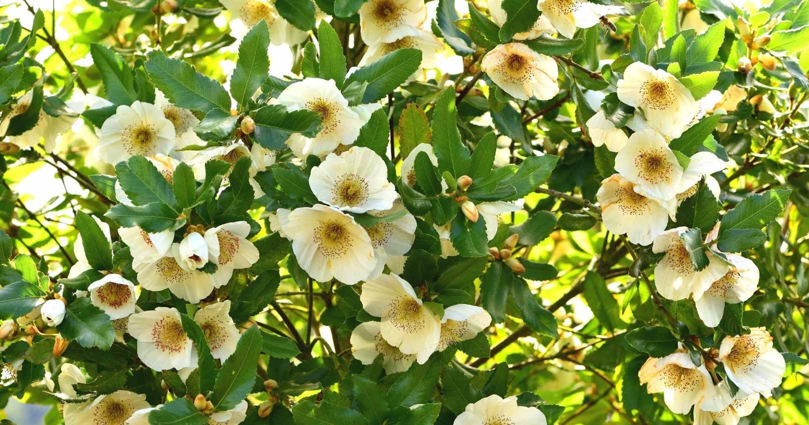 Eucryphia : nos conseils de culture - Promesse de Fleurs