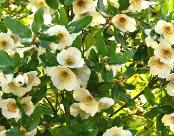 Eucryphia x intermedia Rostrevor - Arbuste à longue floraison parfumée