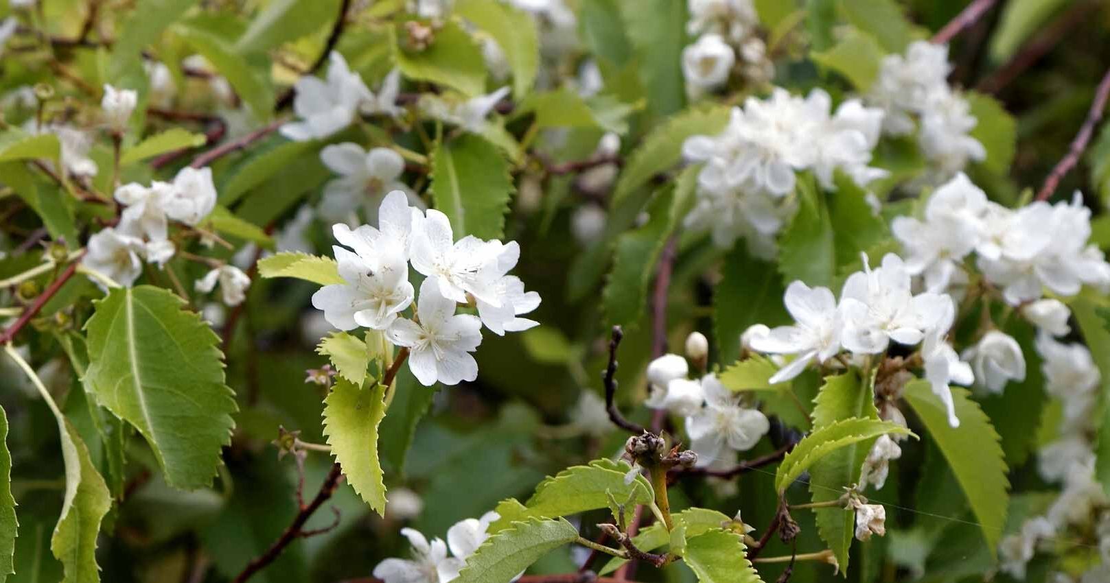 Hoheria : nos conseils de culture - Promesse de Fleurs