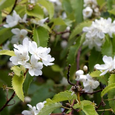 Hoheria : nos conseils de culture - Promesse de Fleurs
