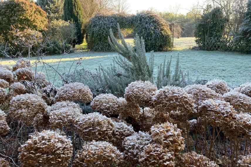 Alliums or ornamental garlics with purple flowers for the garden