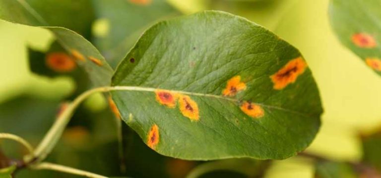 Les maladies et parasites du poirier - Promesse de Fleurs