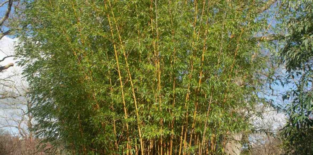 Semiarundinaria, bambou noble : planter et cultiver