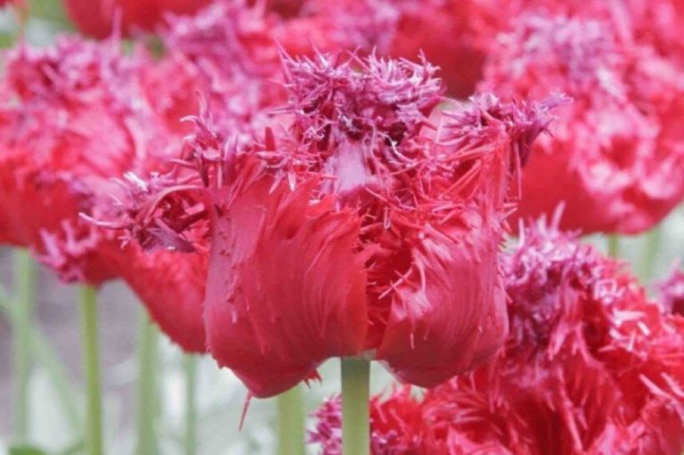 Tulipe frangée : un bijou pour le jardin - Promesse de Fleurs