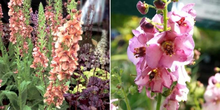Verbascum : quelle variété choisir ? - Promesse de Fleurs