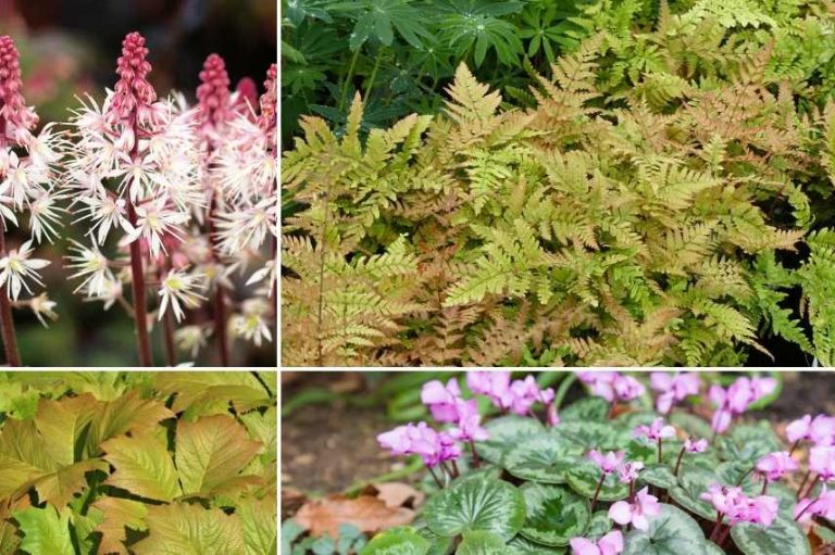 Inspiration rose et kaki au jardin - Promesse de Fleurs