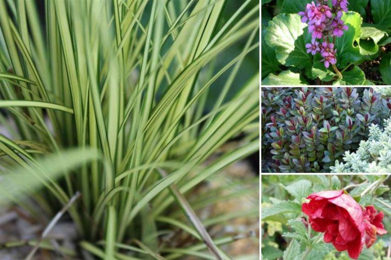 7 graminées à feuillage persistant qu'il faut avoir dans son jardin