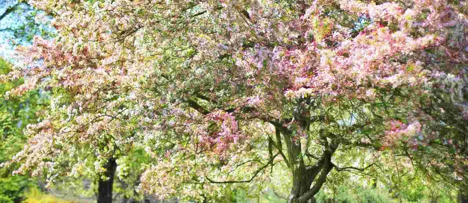 Inspiration rose et kaki au jardin - Promesse de Fleurs