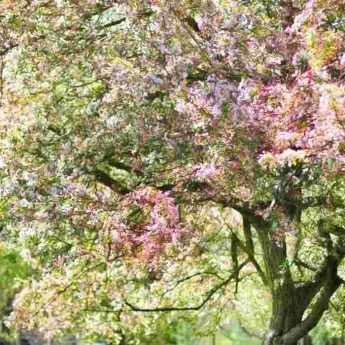 Inspiration rose et kaki au jardin - Promesse de Fleurs