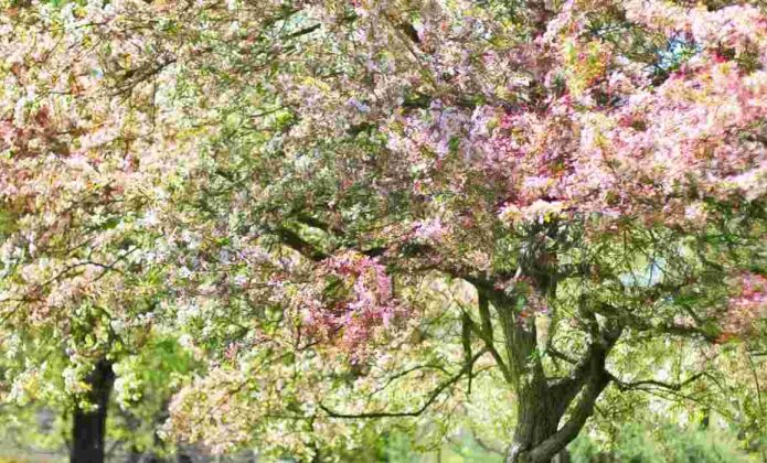 Inspiration rose et kaki au jardin - Promesse de Fleurs