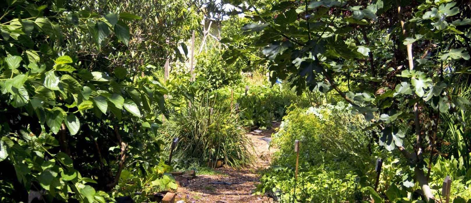 Créer un jardin forêt sans se ruiner avec les racines nues