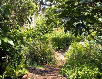 Créer un jardin forêt sans se ruiner avec les racines nues