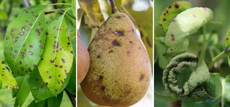 Les maladies et parasites du poirier - Promesse de Fleurs