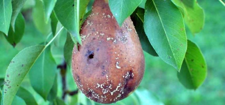 Les maladies et parasites du poirier - Promesse de Fleurs