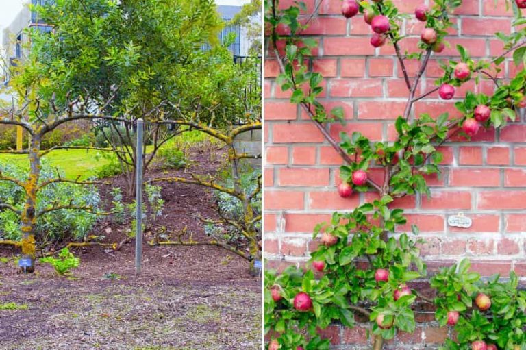Distances de plantation dans un verger - Promesse de Fleurs