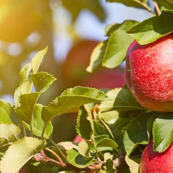 Comment créer un verger conservatoire - Promesse de Fleurs