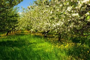 Comment créer un verger conservatoire - Promesse de Fleurs