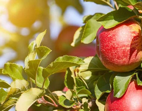 Comment créer un verger conservatoire - Promesse de Fleurs