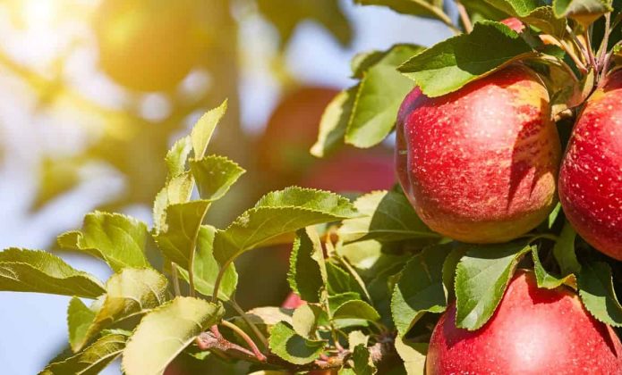 Créer un verger et choisir ses arbres fruitiers
