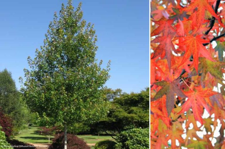 Quel arbres choisir pour un parc ? - Promesse de Fleurs