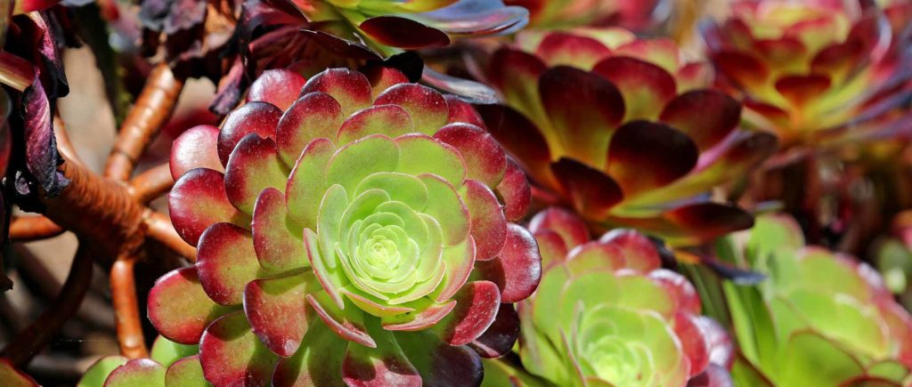 Aeonium : tout savoir - Promesse de Fleurs