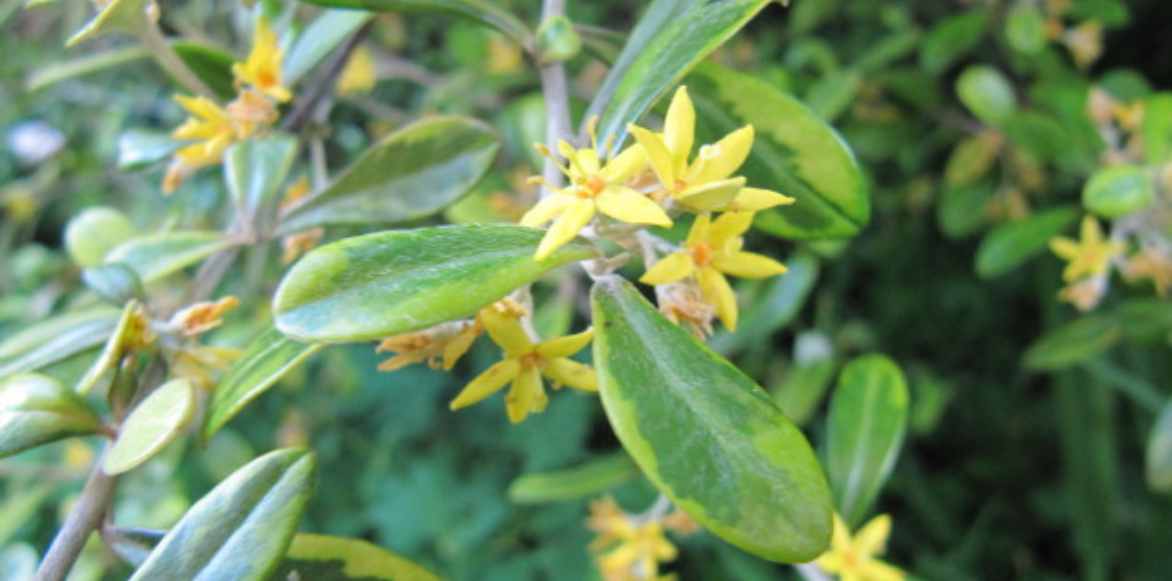 Corokia : plantation et entretien - Promesse de Fleurs