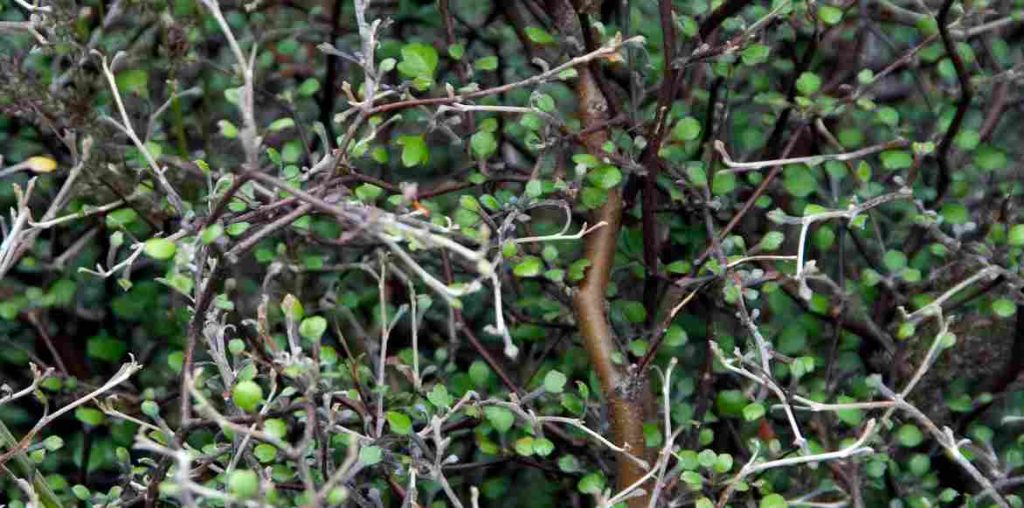 Corokia : plantation et entretien - Promesse de Fleurs
