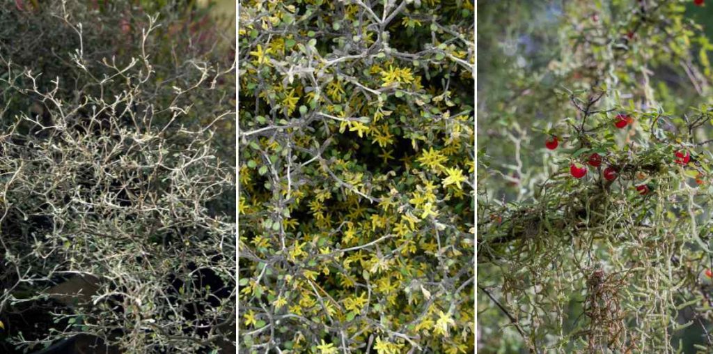 Corokia : plantation et entretien - Promesse de Fleurs