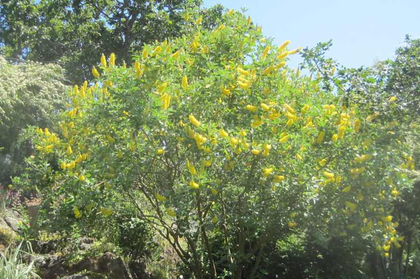 Les plus belles variétés de genets ou Cytisus - Promesse de Fleurs