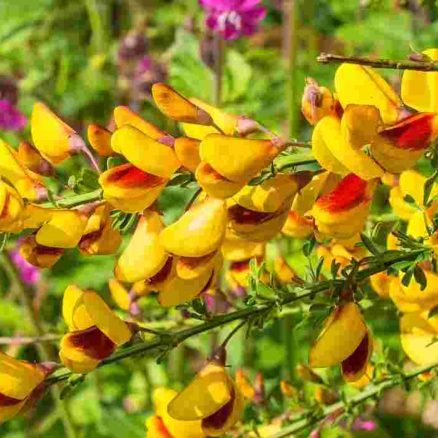 Les plus belles variétés de genets ou Cytisus - Promesse de Fleurs