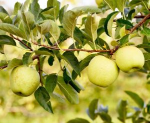 Les meilleures variétés de pommes jaunes -Promesse de Fleurs