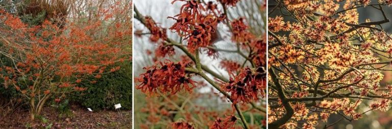 Choisir un hamamélis - Promesse de Fleurs