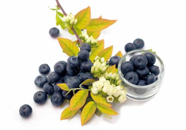 Myrtillier : plantation, taille et entretien - Promesse de Fleurs