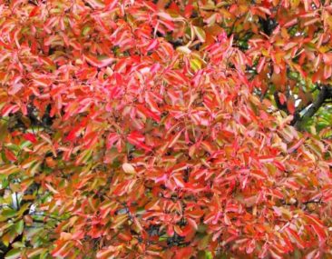 Nyssa sylvatica Autumn Cascades - Gommier noir - Tupélo - Arbre au port ...