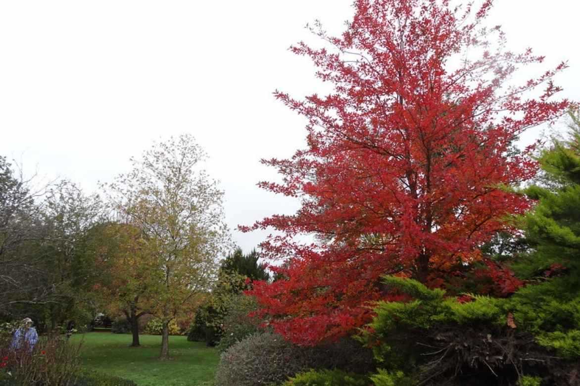 Nyssa, Gommier noir ou Tupelo : plantation, entretien