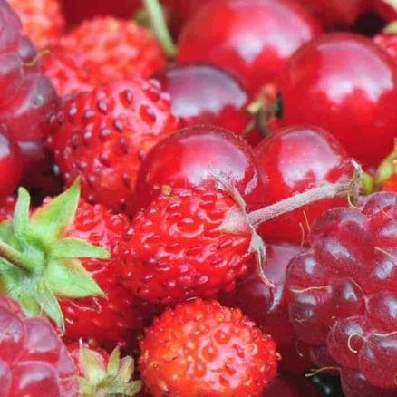 Nos conseils pour avoir de beaux petits fruits - Promesse de Fleurs