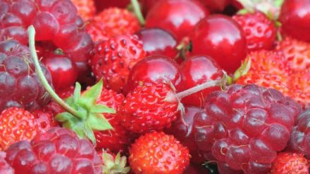 Nos conseils pour avoir de beaux petits fruits - Promesse de Fleurs