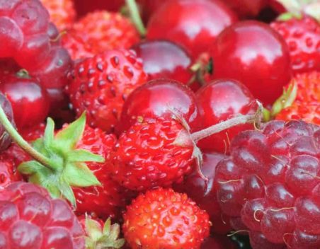 Petits fruits - Conseils pratiques pour les planter et les cultiver