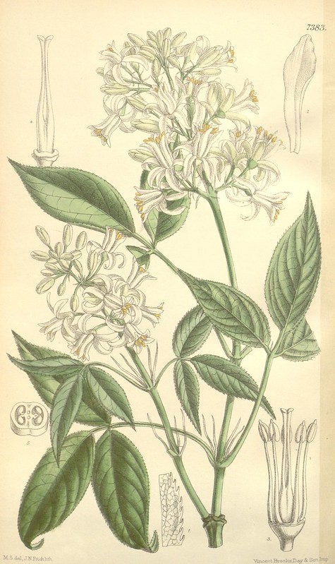 Staphylea, faux pistachier : plantation et culture