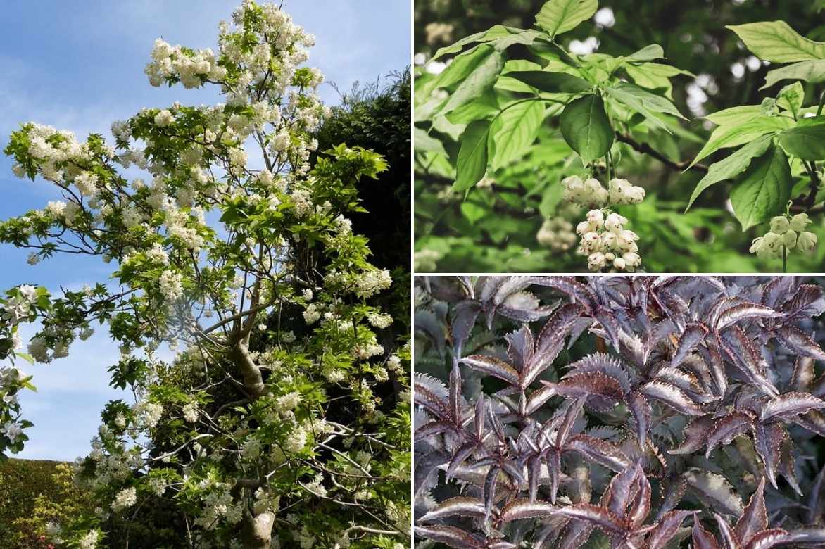 Staphylea, faux pistachier : plantation et culture