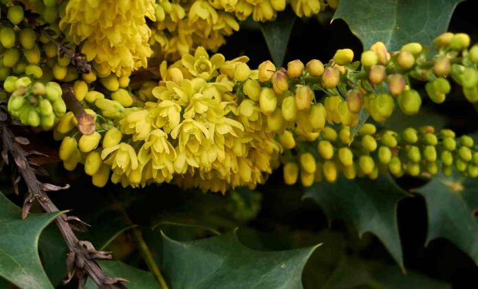 Mahonia : comment le planter, le tailler et l'entretenir